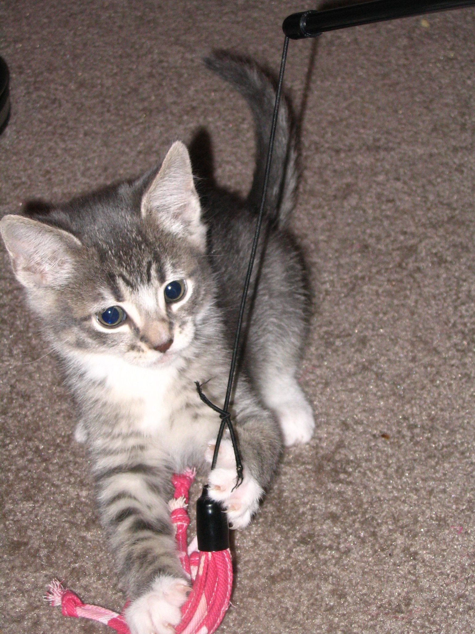 How to Entertain Indoor cats for a Healthier LifeStyle