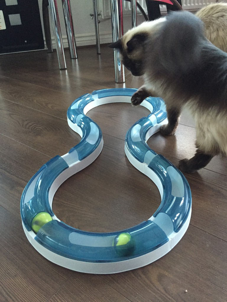 The Original CatIt Senses Play Circuit Review - Cool Stuff for Cats