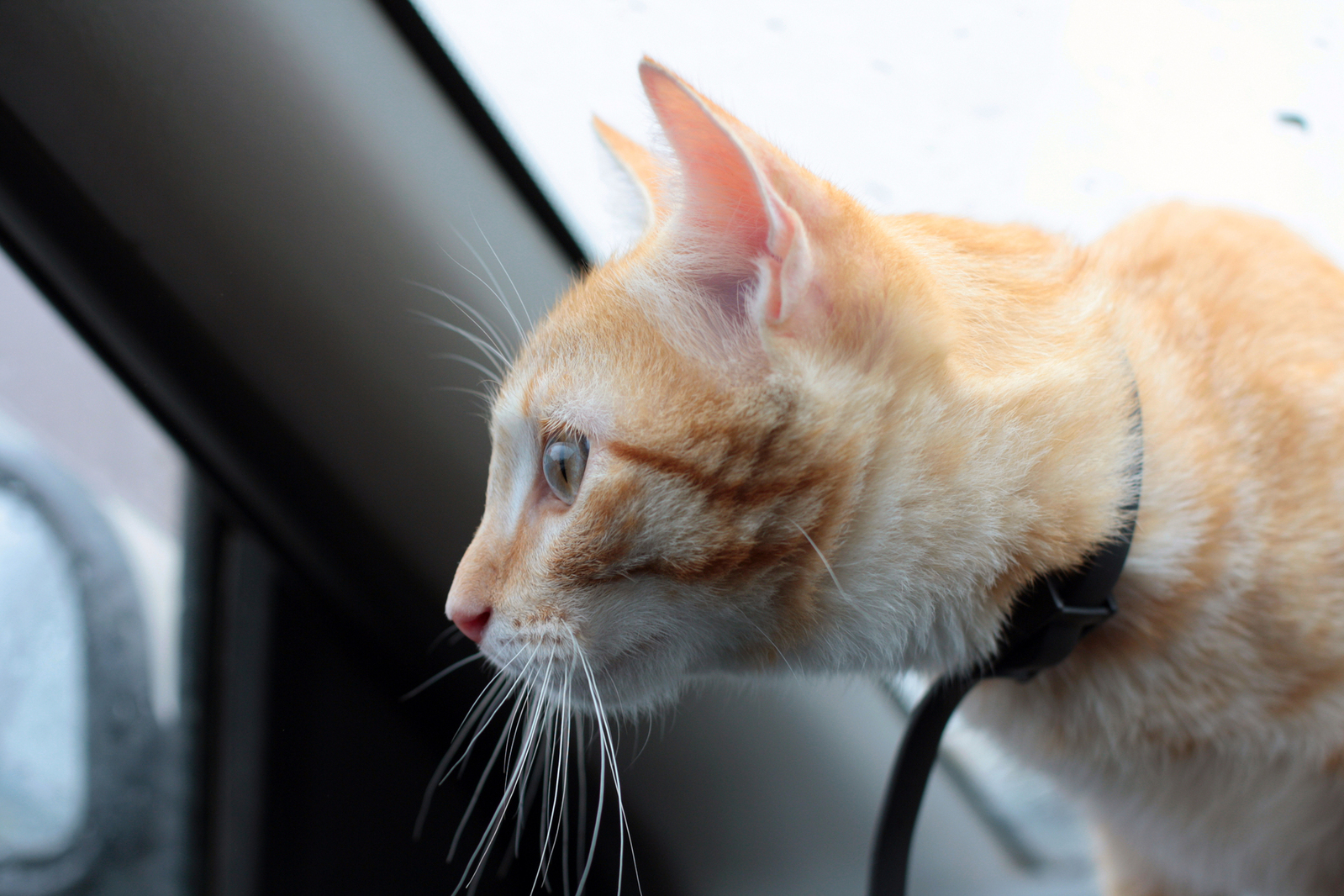 Top Tips for Moving House with a Cat - Cool Stuff for Cats