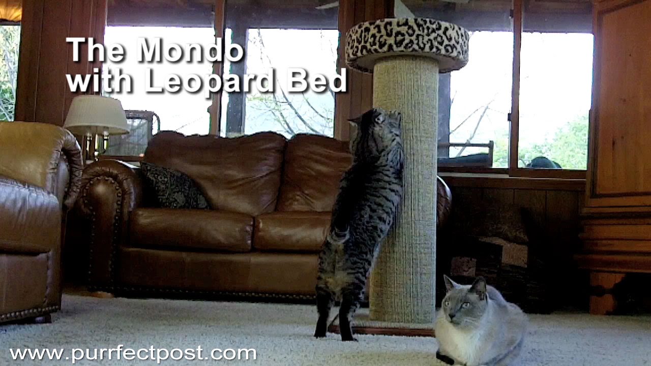 Our Best Selling Cat Products 2017 - Cool Stuff for Cats