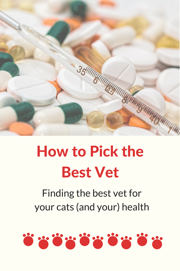 How to Pick the Best Vet for your Pet's Health - Cool Stuff for Cats