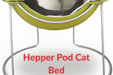 Having a Happy and Healthy Kitten - 10 Top Tips - Cool Stuff for Cats