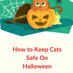 How to Keep Cats Safe on Halloween - Cool Stuff for Cats