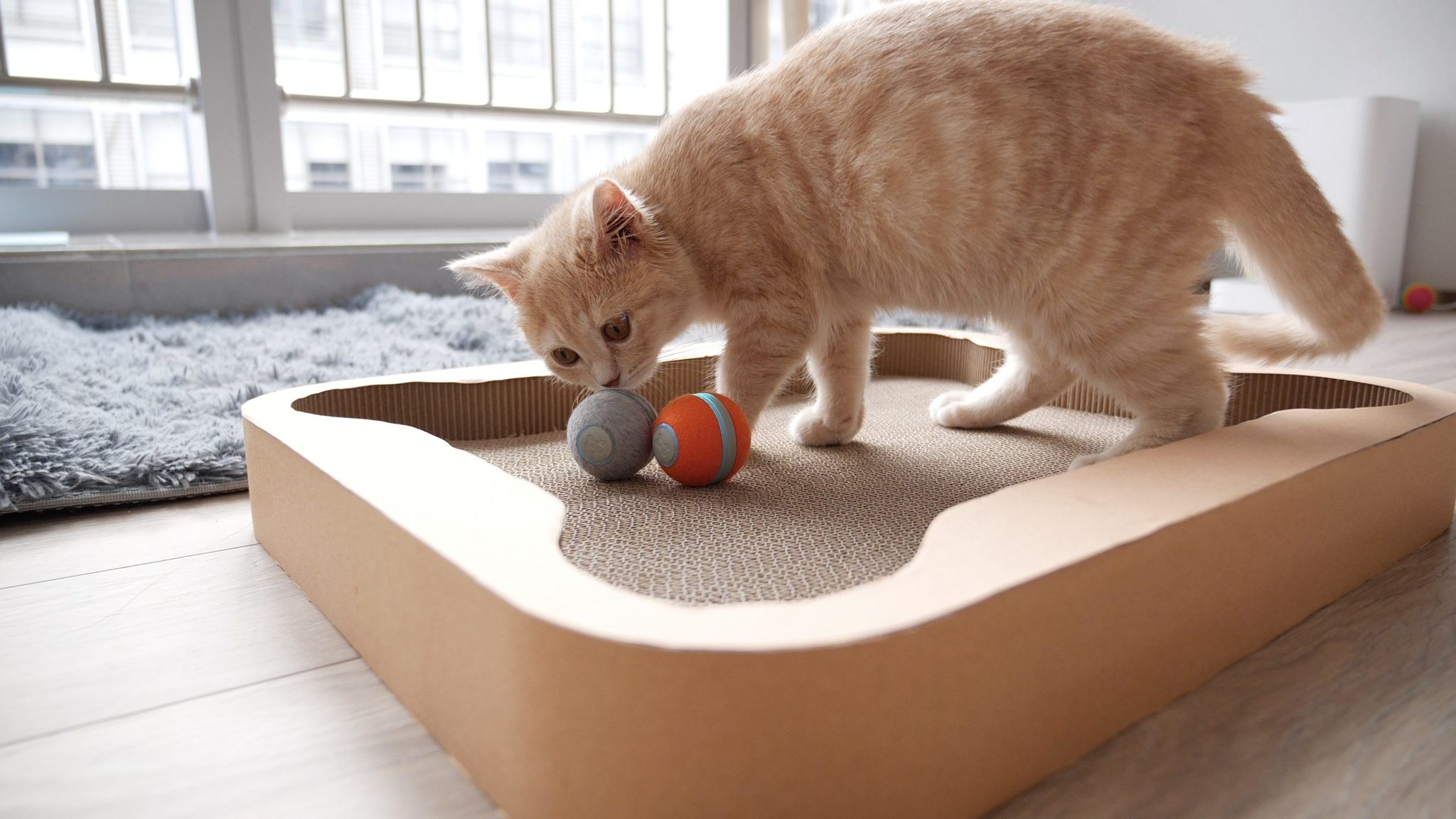Home - Cool Stuff for Cats